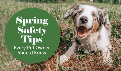Spring Safety Tips Every Pet Owner Should Know - Cloquet Animal Hospital