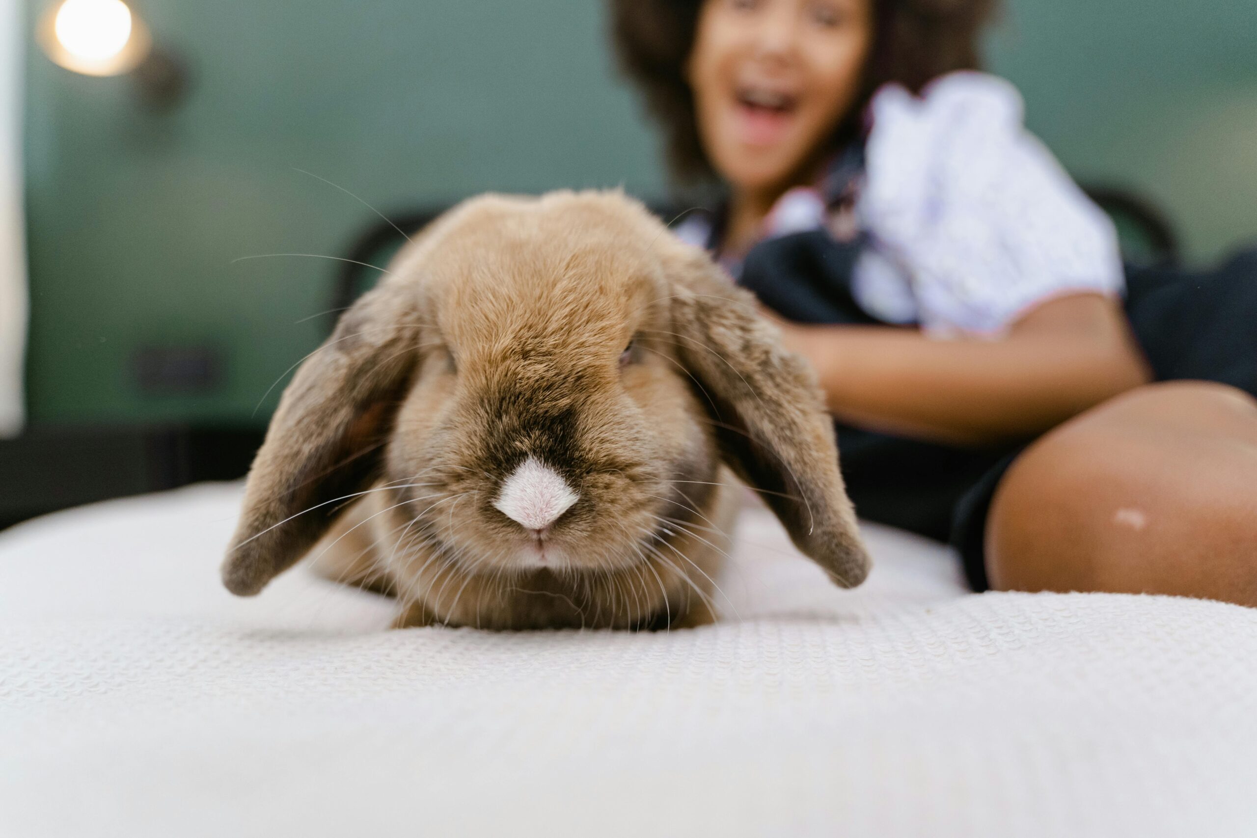 Why Health Checks for Rabbits Are Important - Cloquet Animal Hospital
