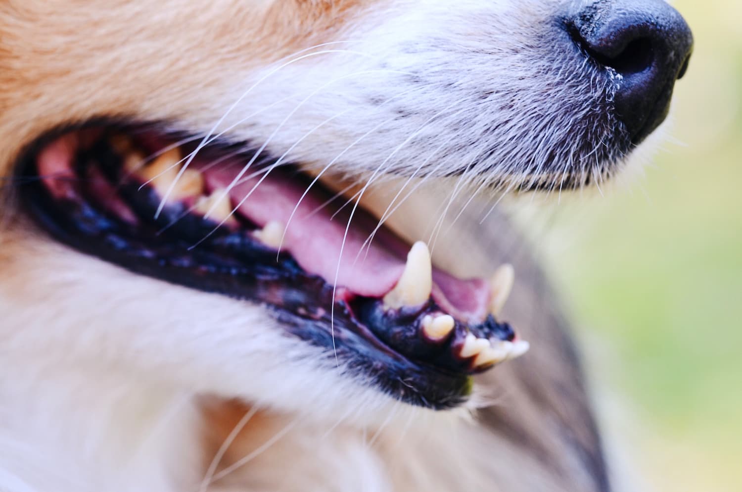 Say Goodbye to Pet Dental Disease: A Guide to Veterinary Dental Care in ...