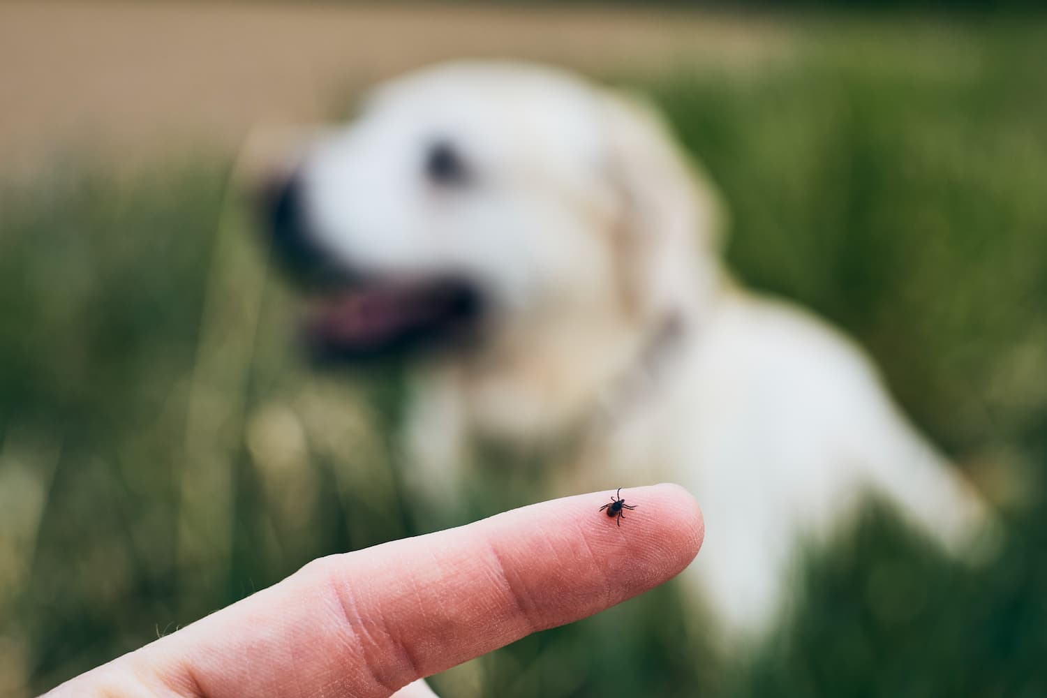Tick Season in the Northland: How to Protect Your Pet - Cloquet Animal ...