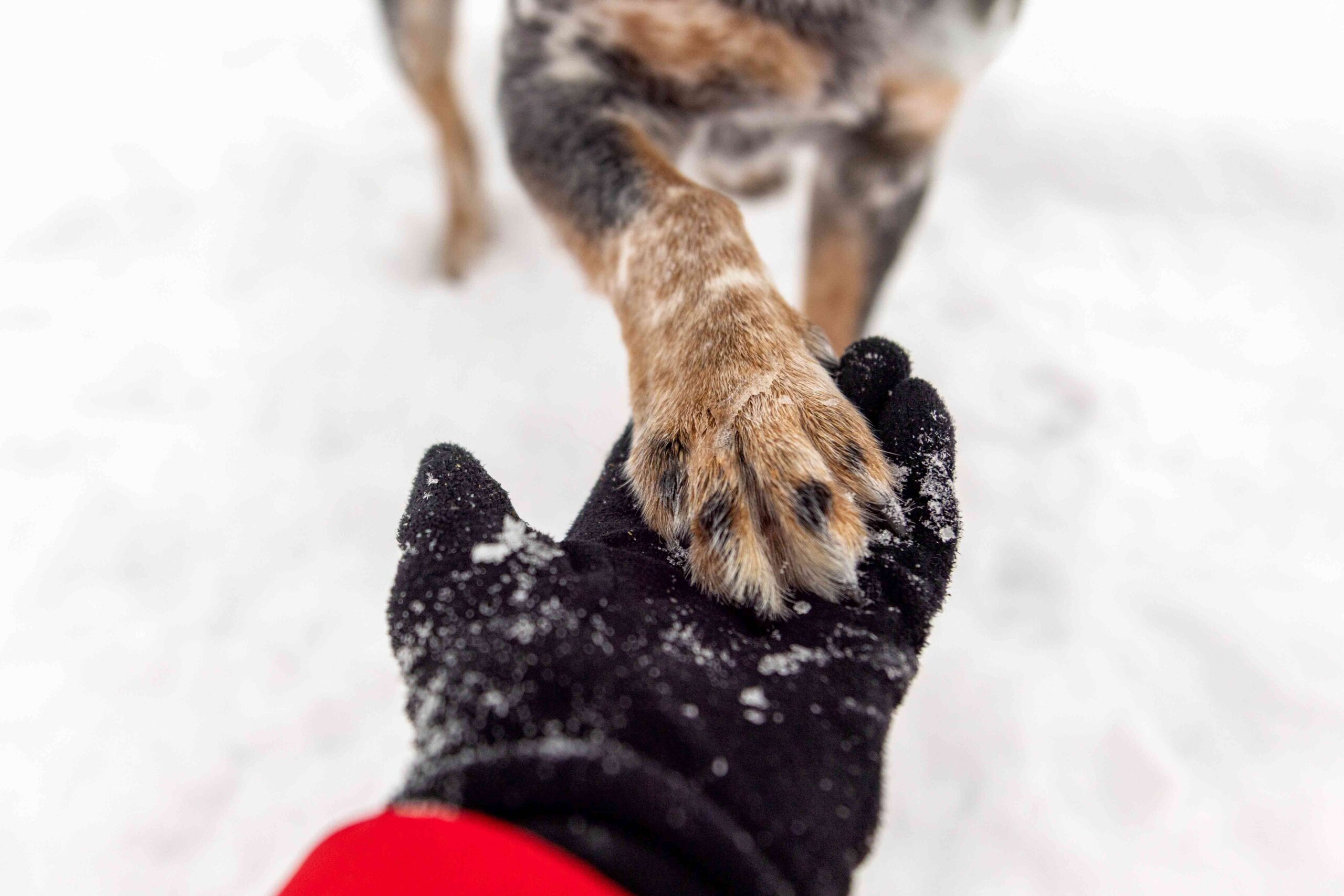 Snow, Salt, and Sore Pads: Keeping Your Pet’s Feet Safe This Winter ...