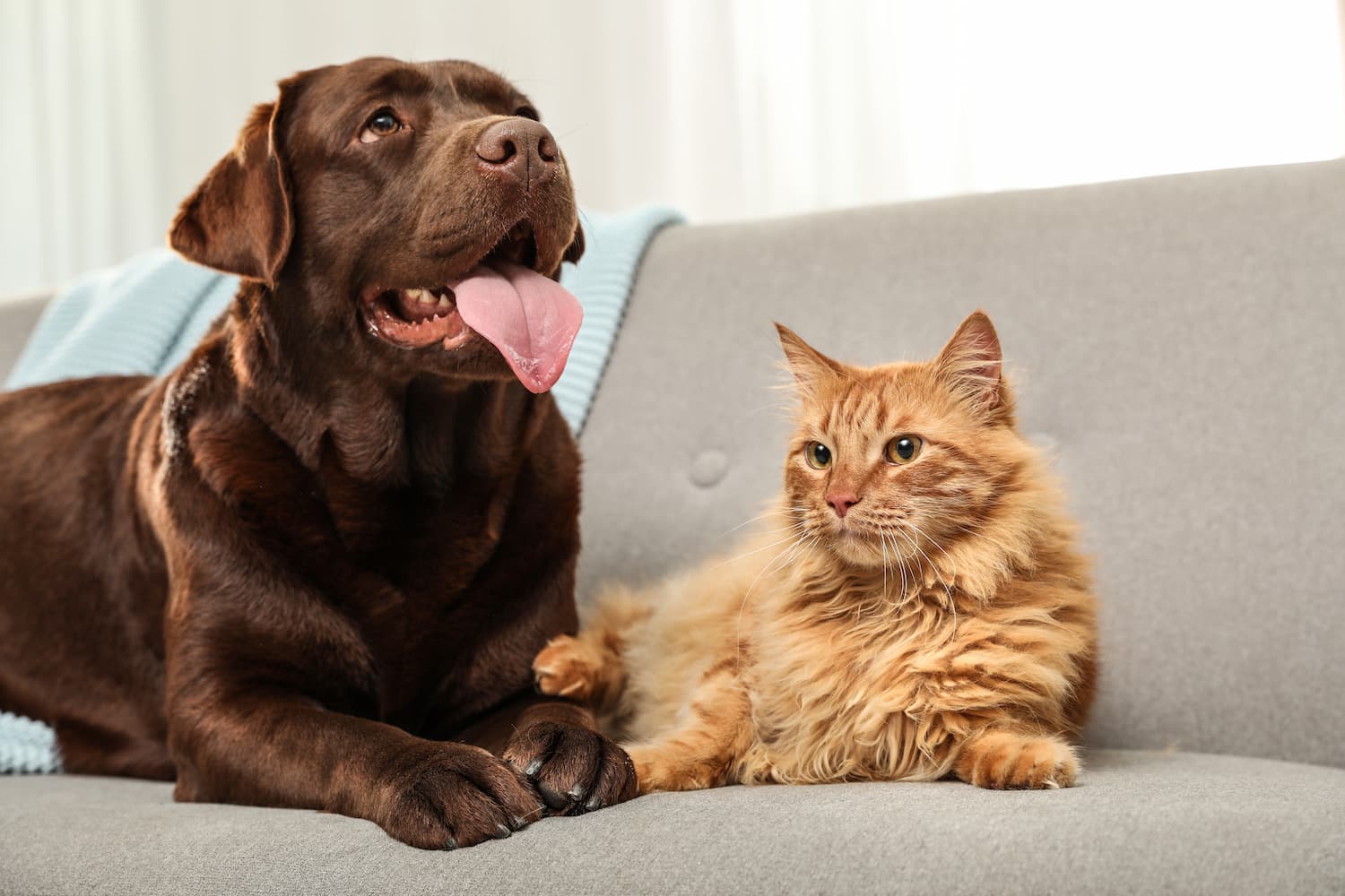 Joint Pain in Dogs and Cats: How Vets Diagnose and Treat Arthritis ...